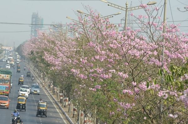 पूर्व द्रुतगती मार्गावर 'बसंत रानी'ला बहर, पाहा फोटो - Marathi News ...