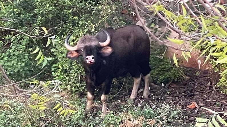 'मुंबईवर हल्ला करणाऱ्या कसाबलाही माणुसकीने वागवलं पण पुणेकरांनी ...