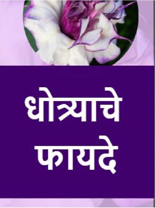 धोत्र्याचे फायदे – TV9 Marathi