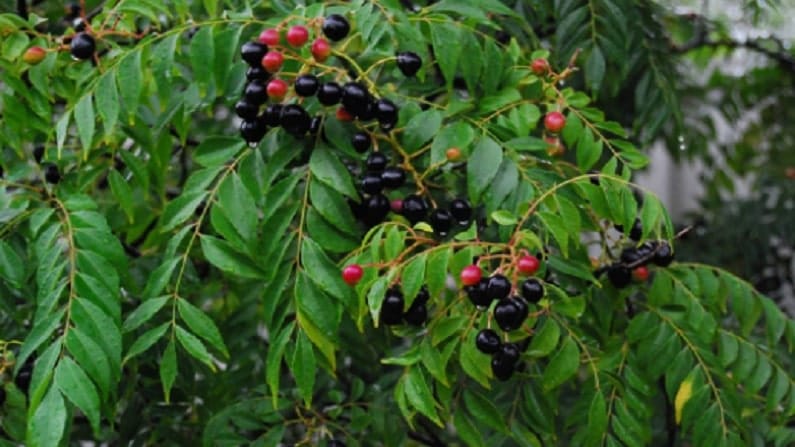 केसांना पांढरे होण्यापासून रोखेल 'कढीपत्ता', अशाप्रकारे बनवा हेअर पॅक ...