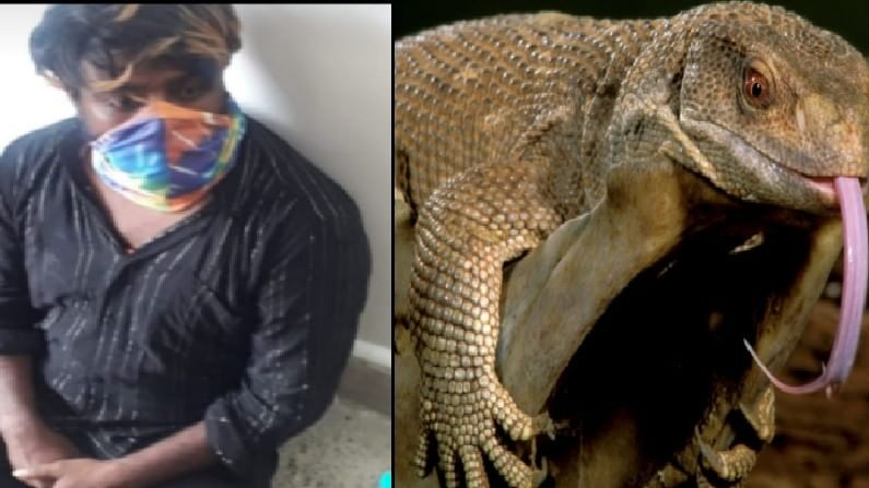 धनलाभाच्या मोहातून घोरपडीच्या अवयवांची विक्री, नाशकात एकाला बेड्या ...