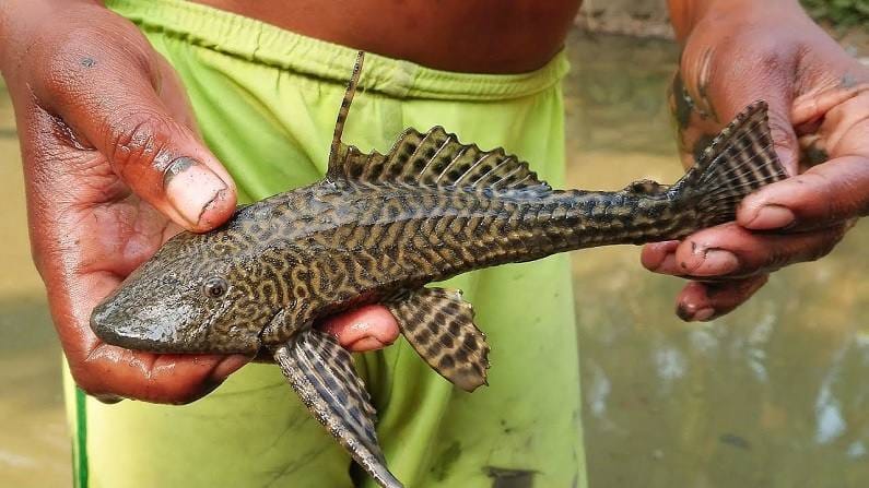 उजनी धरणात मांगूरनंतर आता घातक "सकर" माशाची भर, मच्छीमारही हैराण ...