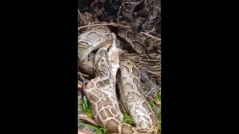 Video | अजगराने विळख्यात मांजरीला पकडले, नंतर जिवंतपणे गिळले, थरारक ...