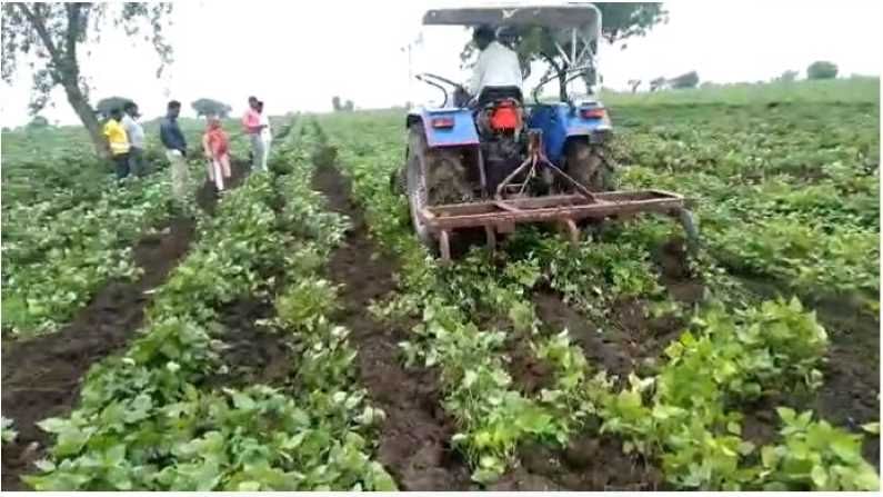 पावसाची दांडी, वातावरणीय बदलाचा फटका, मराठवाडा ते विदर्भ उडीद पिकावर ...