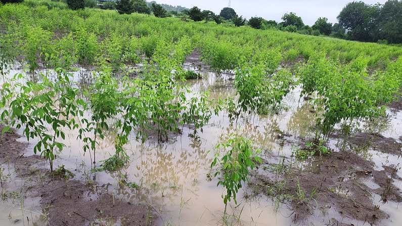 पावसामुळे 12 लाख हेक्टरावरील खरिप पाण्यात, सर्वाधिक नुकसान मराठवाड्यात ...