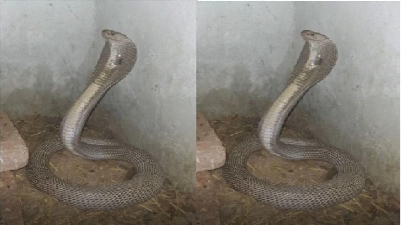 रात्रीच्या अंधारात हे काय घडलं ! सापाने सशाची चक्क 16 पिल्लं गिळली ...