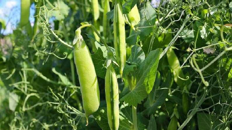 वटाण्याचे हलक्या जमिनीत भरघोस उत्पादन, यंदा पोषक वातावरणही, जाणून घ्या ...