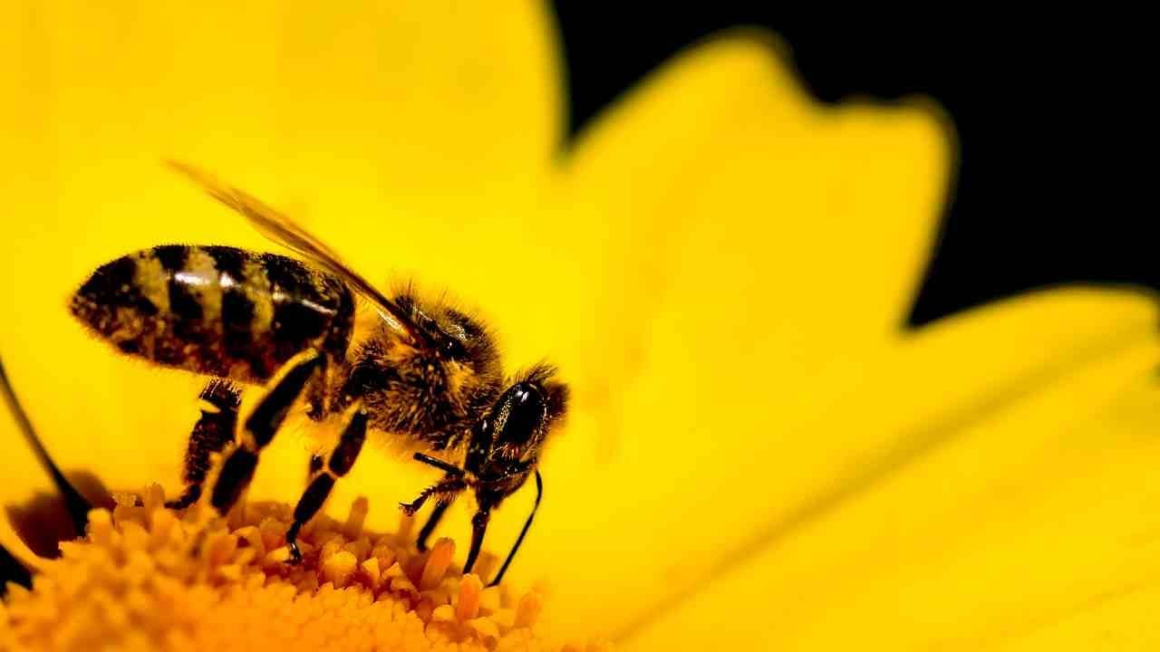 Interesting facts about Honey Bee : शहरातील मधमाशांपेक्षा गावातील ...