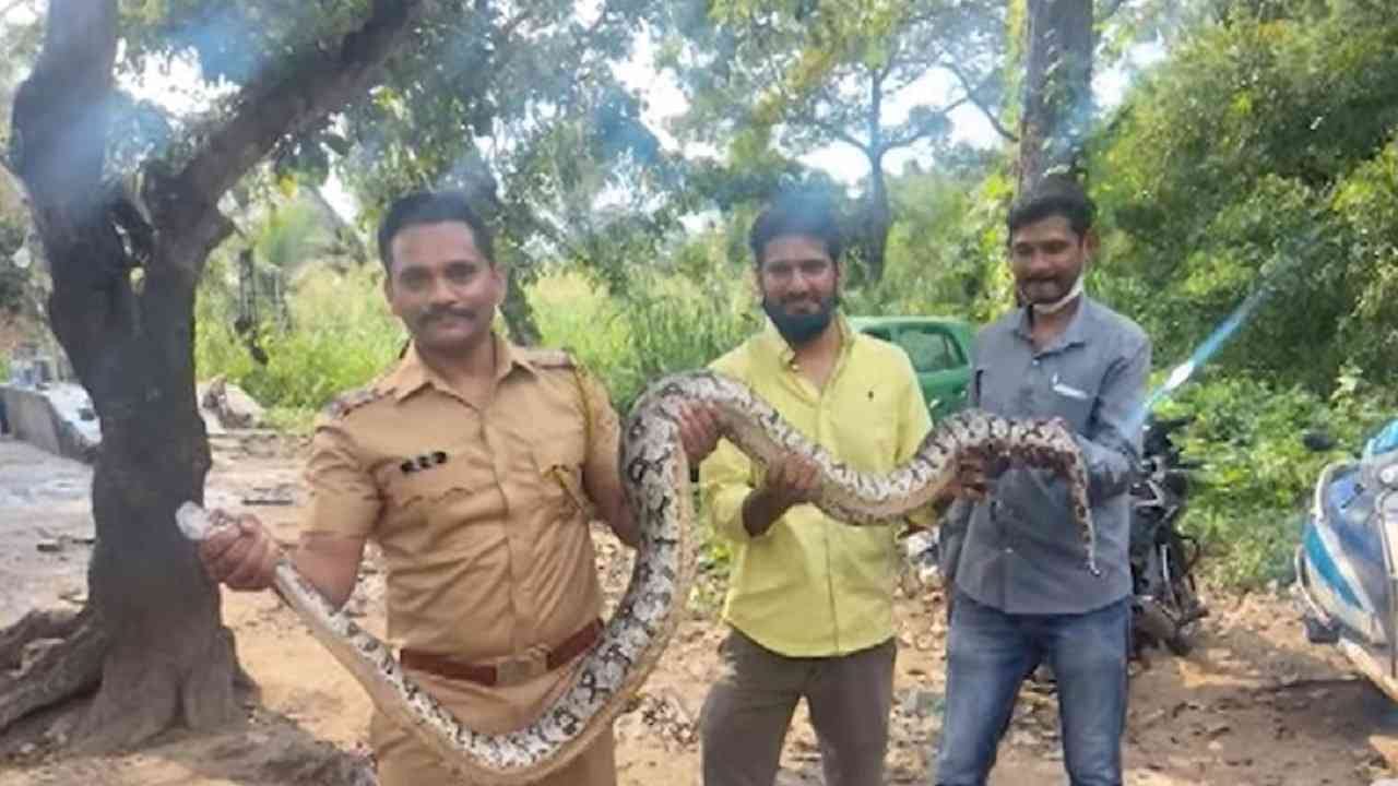 कोळ्यांच्या जाळ्यात 6 फुटी अजगर अडकला, व्हिडीओ पाहून व्हाल शॉक ...