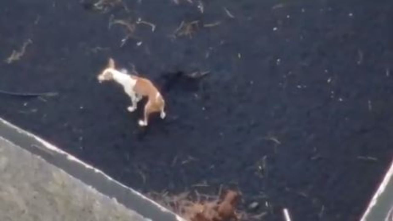 लाव्हामध्ये अडकलेल्या कुत्र्याला आता ड्रोनच्या मदतीने वाचवलं जाणार ...