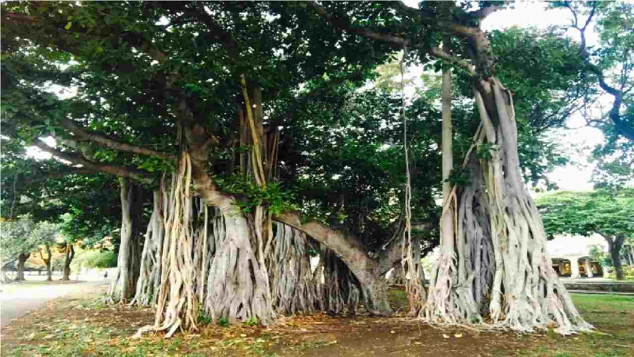 Lucky Plants | घरात ही शुभ झाडं लावाच, कधीही धन-धान्याची कमतरता भासणार ...