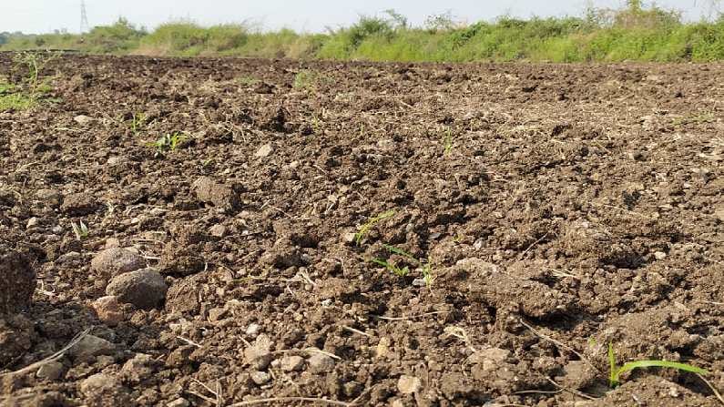 रब्बीतही संकटाची मालिका : पेरलं पण उगवलंच नाही - Marathi News | Picture ...