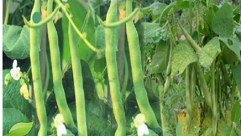 मराठवाड्यात 'या' नव्या पिकाचे क्षेत्र तर वाढले आता उत्पादन वाढीसाठी ...