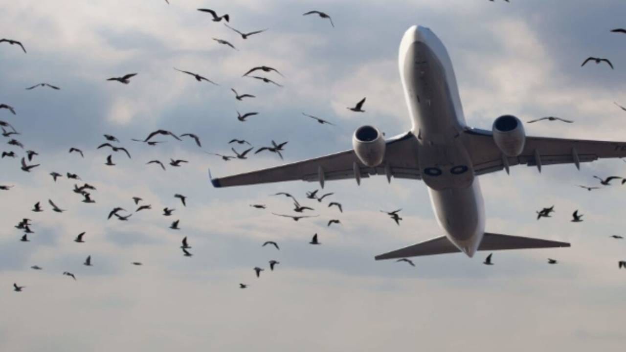 Airplane hits bird | पक्षी विमानाला धडकला, आवाज एका ब्लास्टसारखा झाला ...