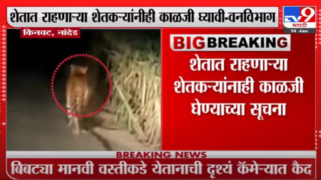 नांदेडच्या किनवटमधील तेलंगणा राज्याच्या सीमेवर बिबट्याचा वावर, दृश्य ...