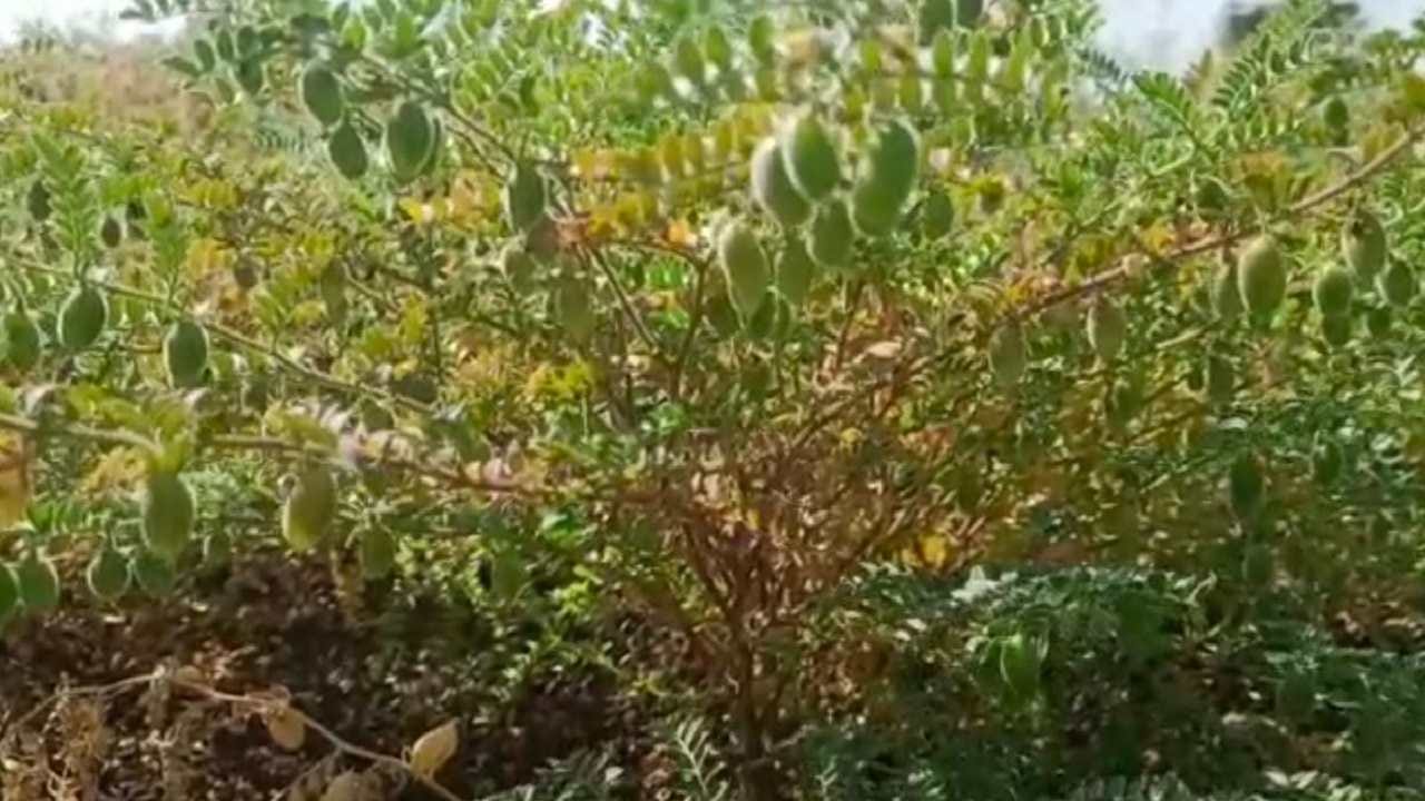 Photo: रब्बी पिकांनी शिवार बहरला, पोषक वातावरणामुळे उत्पादन वाढीची ...