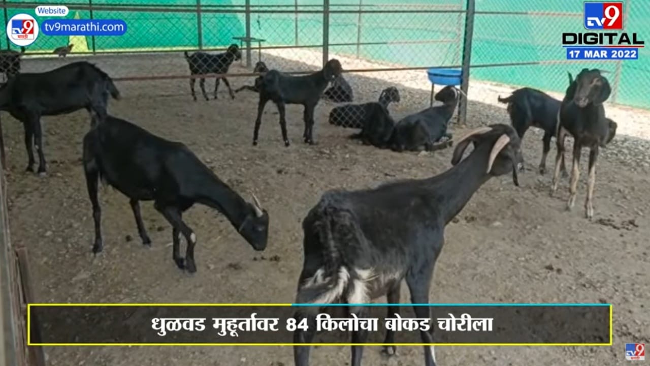 Pune | इंदापुरात 84 किलोचा बोकड चोरीला - Marathi News | 84 kg goat ...