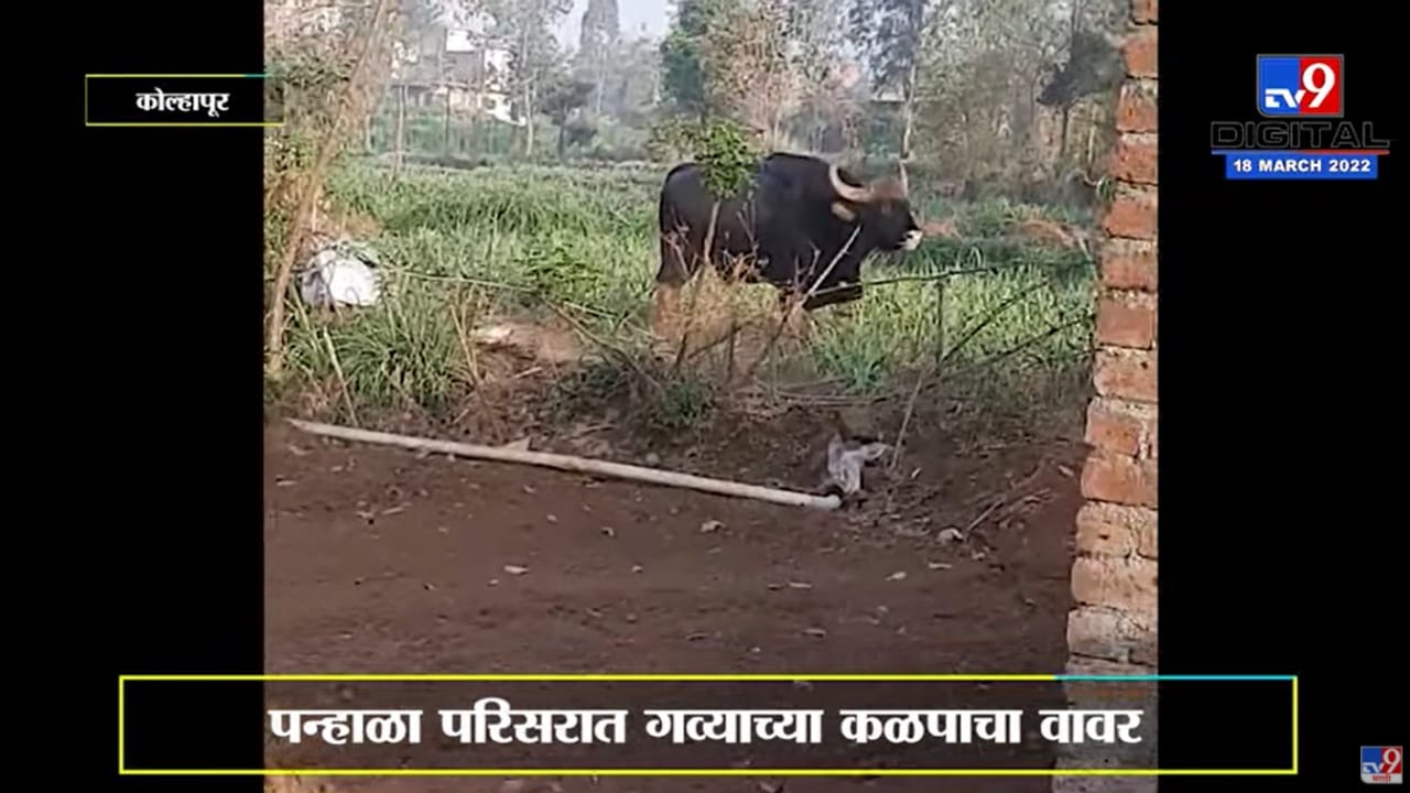 Kolhapur Gaur | पन्हाळ्याच्या गोलीवडे गावात शिरला गवा, ग्रामस्थांकडून ...