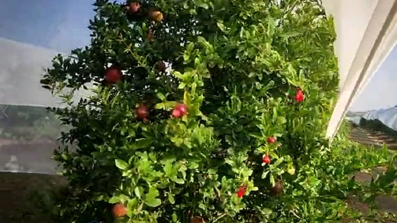 शेतकऱ्याने डाळिंबांना गुंडाळले कापड, अडीच एकरात केले संपूर्ण आच्छादन ...