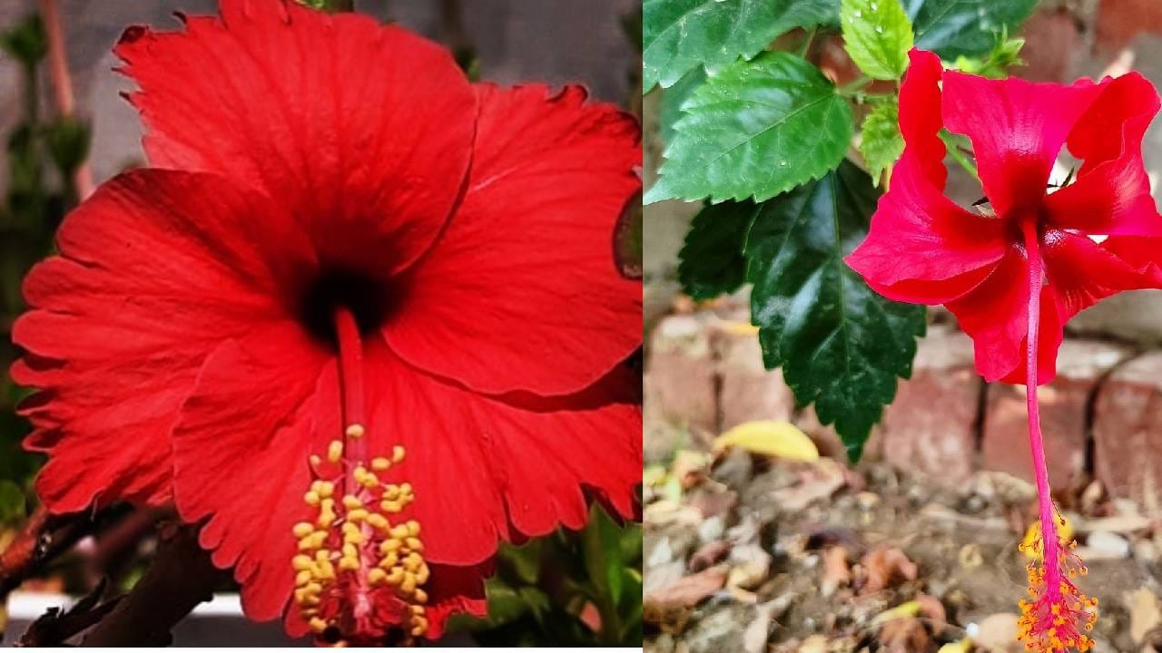 Gulhad flower :जास्वंदाच्या फुलांचे चमत्कारिक फायदे ; आरोग्य ...