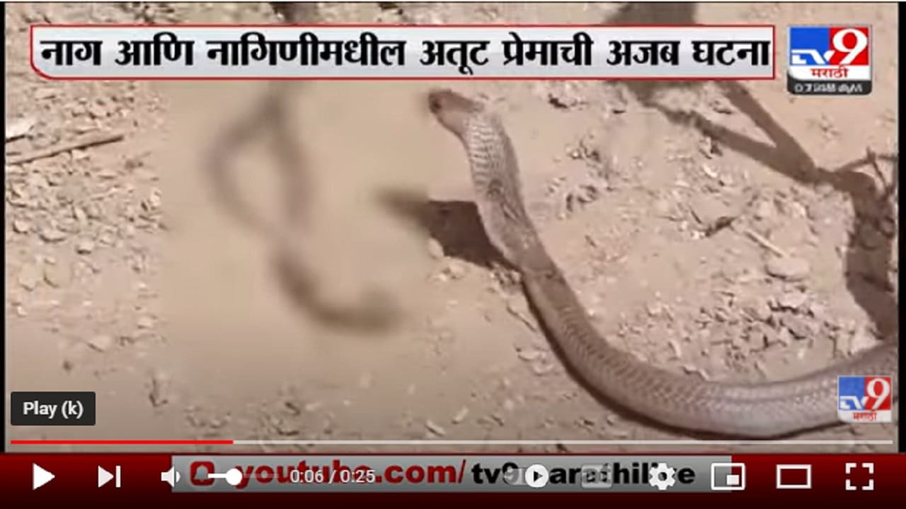 नाग आणि नागिणीमधील अतूट प्रेमाची अजब घटना, व्हिडीओ सोशल मीडियावर ...