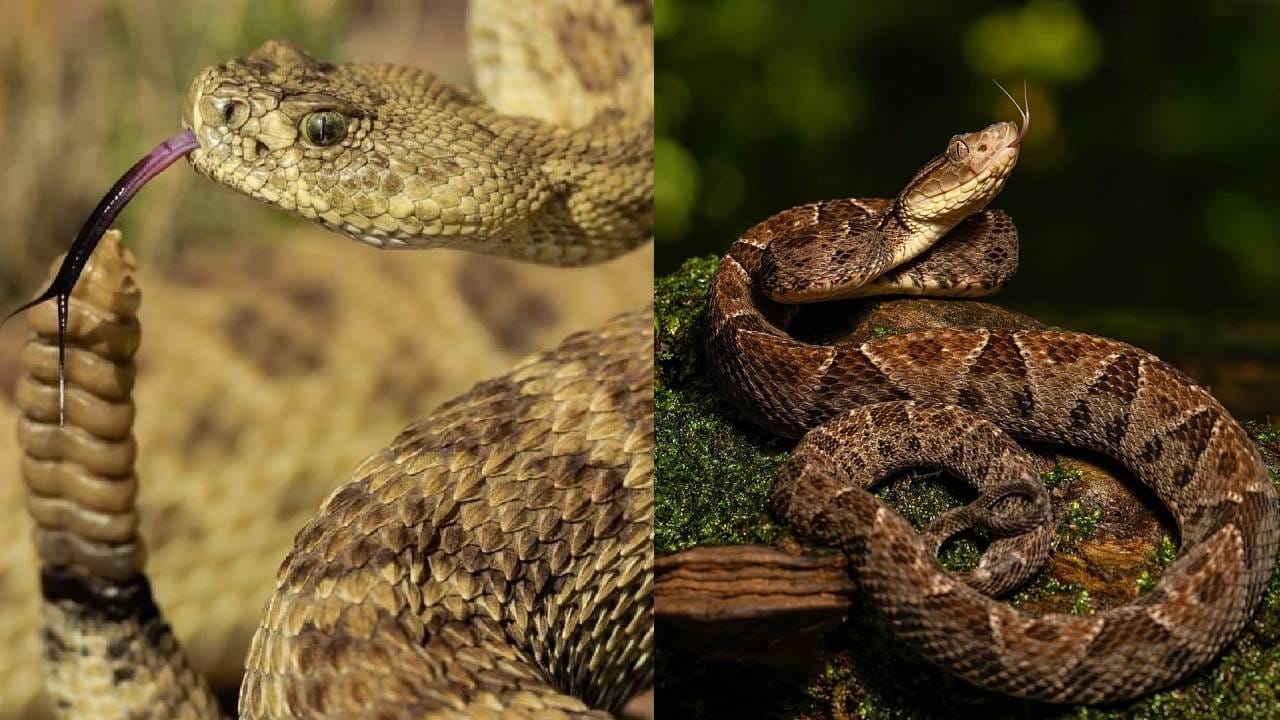World Snake Day: एक साप तर निम्म्या अमेरिकन लोकसंख्येला मारण्यासाठी ...