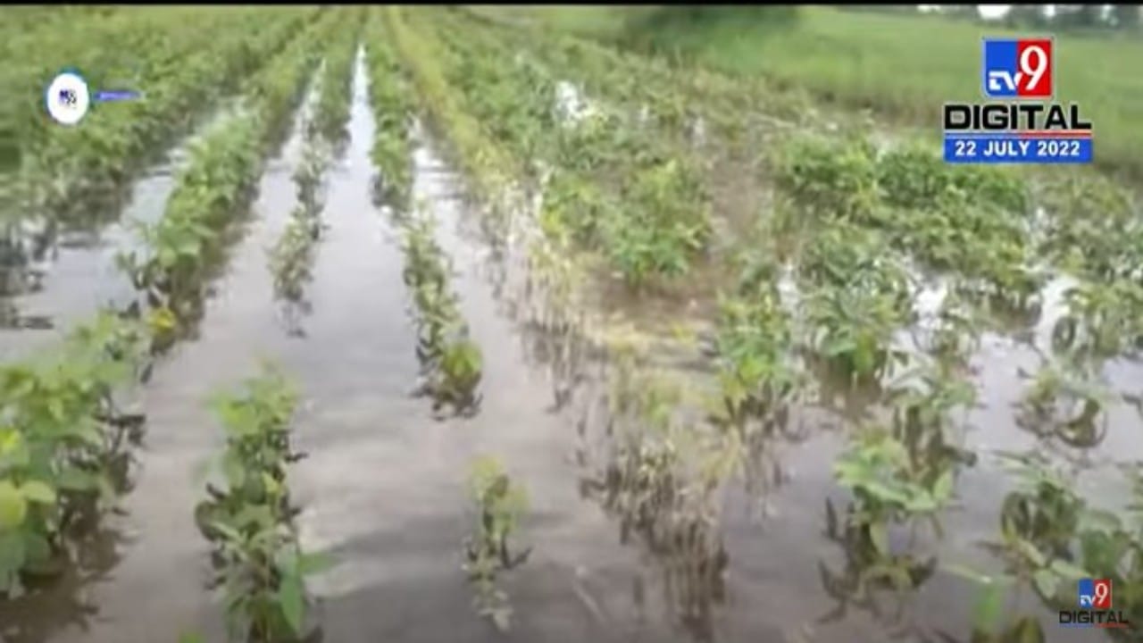 Monsoon Update : वाशिम जिल्ह्यात पावसाची संततधार सुरूच; पिकांना फटका ...