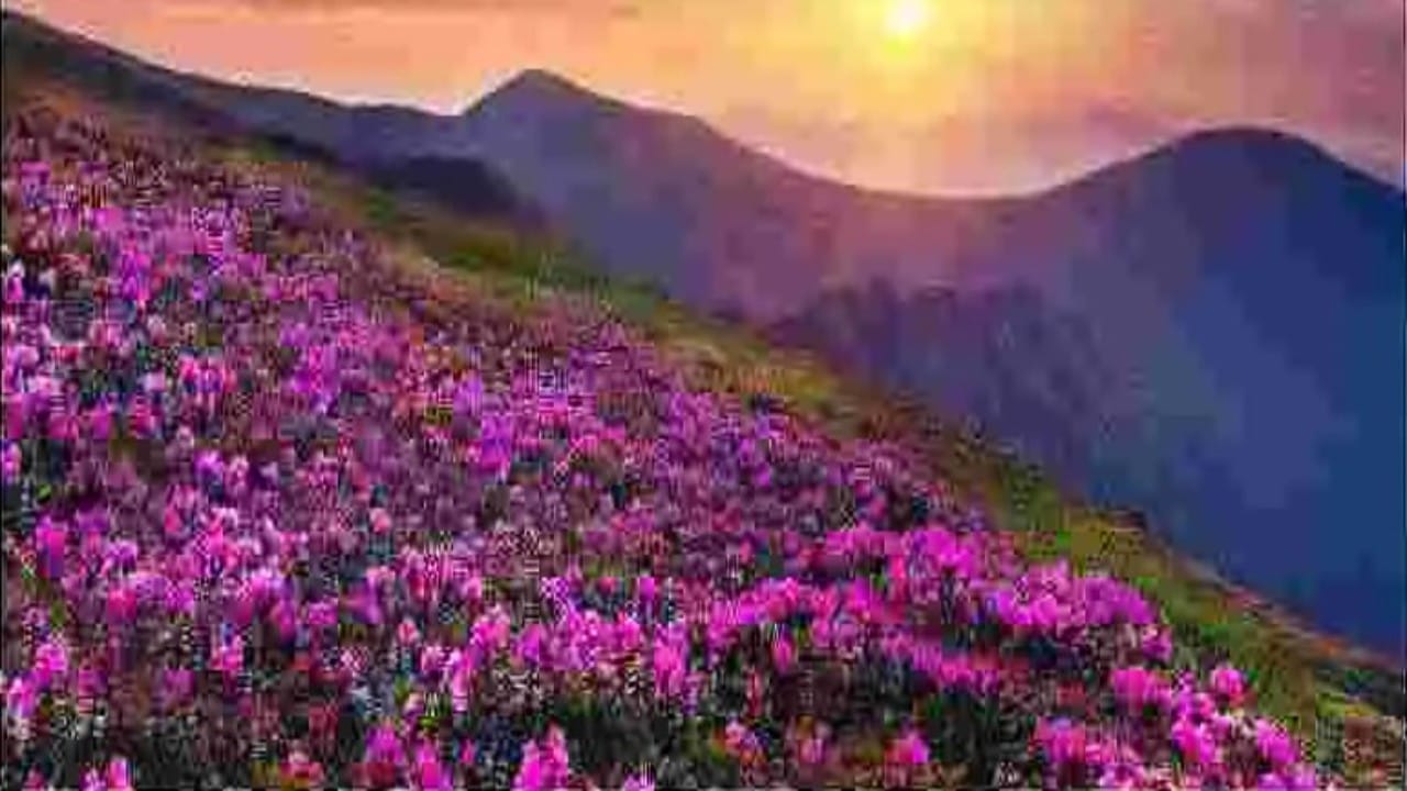 Kaas plateau : कास पठारावरील पावसाळी पर्यटन हंगाम ऑगस्टपासून सुरू ...