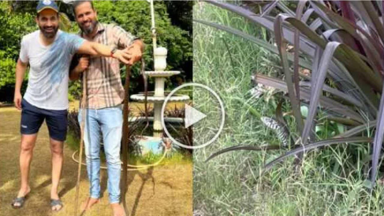 VIDEO: इरफान पठानच्या घरात विषारी साप घुसल्याने खळबळ - Marathi News ...