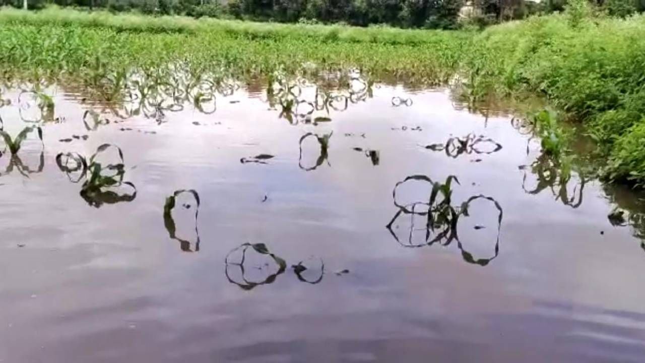 Dhule | पावसामुळे साक्री तालुक्यातील शेतींचे मोठे नुकसान, ओला दुष्काळ ...