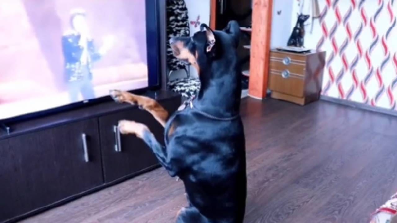 A Dog Moon Walk: कुत्रा बनला मायकेल जॅक्सन! मून वॉक करतोय, गोल गोल ...