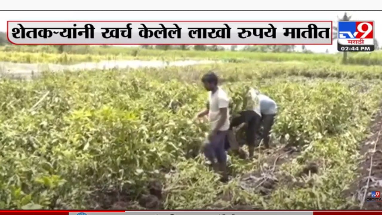 कोल्हापूरला परतीच्या पावसानं झोडपलं - Marathi News | Damage of many ...