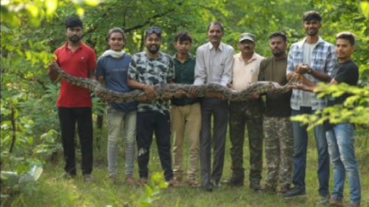 12 फुट लांब अजगराची दहशत, 9 बकऱ्या केल्या फस्त, अखेर असा अडकला - Marathi News | Terror of 12 ...