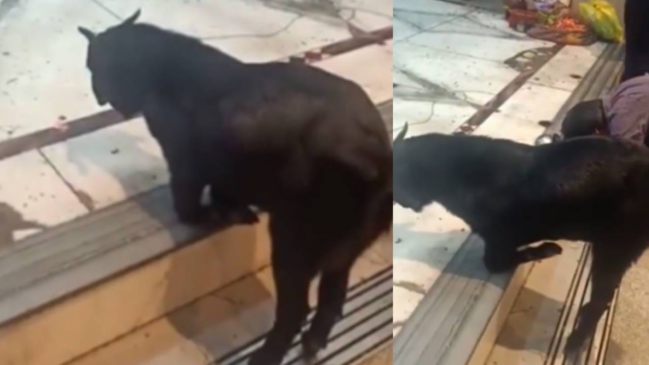 बकरी जशी देवासमोर जाते, नमस्कार करते! चमत्कार म्हणायचा का हा? - Marathi ...