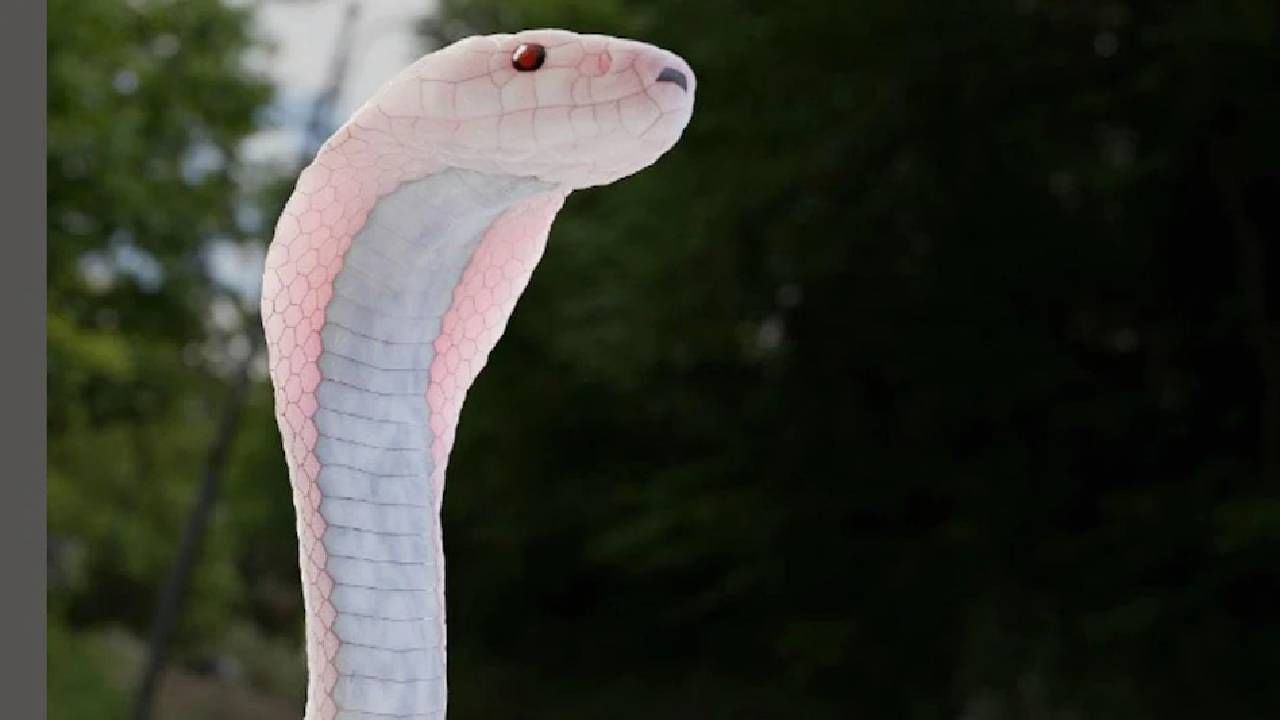 पुण्यात सफेद कोब्रा आढळला, किती विषारी असतो हा सफेद कोब्रा, पाहा सफेद ...