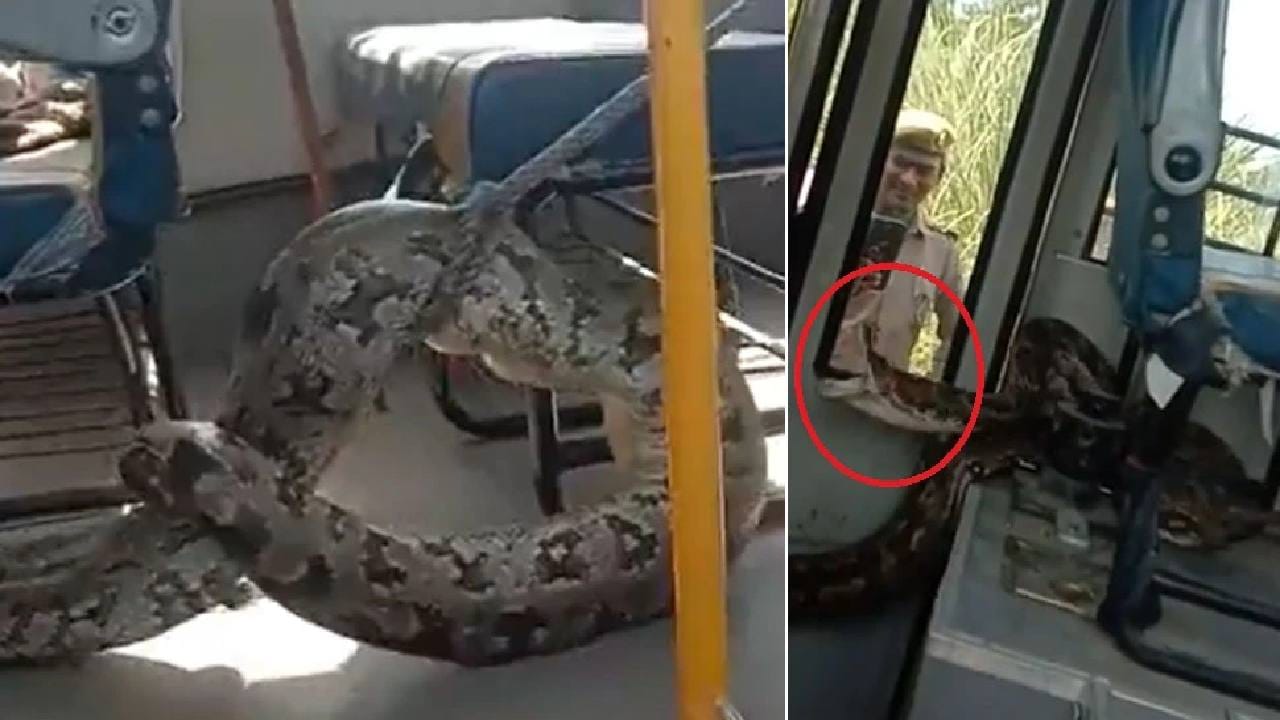 अबब! स्कूल बसमध्ये हा कोठून आला अजगर? व्हिडिओ पाहून कुणाचाही थरकाप उडेल ...