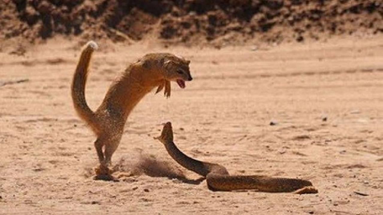 Video : साप आणि मुंगूसच्या लढाईत नेमकं कोण जिंकते? कथा नव्हे ...