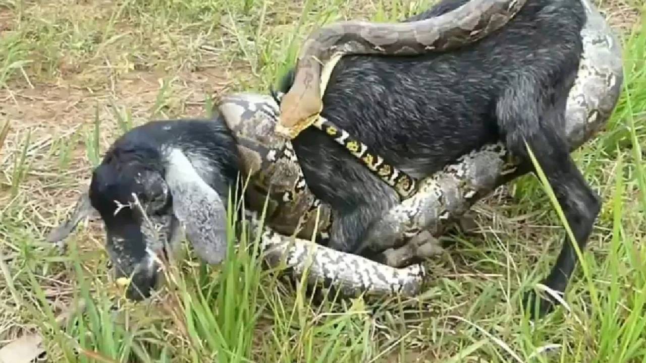 वाचला बरं का या बकरीचा जीव! कुणी वाचवला ते बघा, धक्का बसेल - Marathi ...