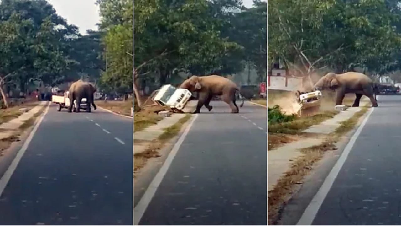 VIDEO | संतप्त हत्तीने रस्त्याच्या मधोमध जाणाऱ्या पिकअप गाडीला उचलून ...