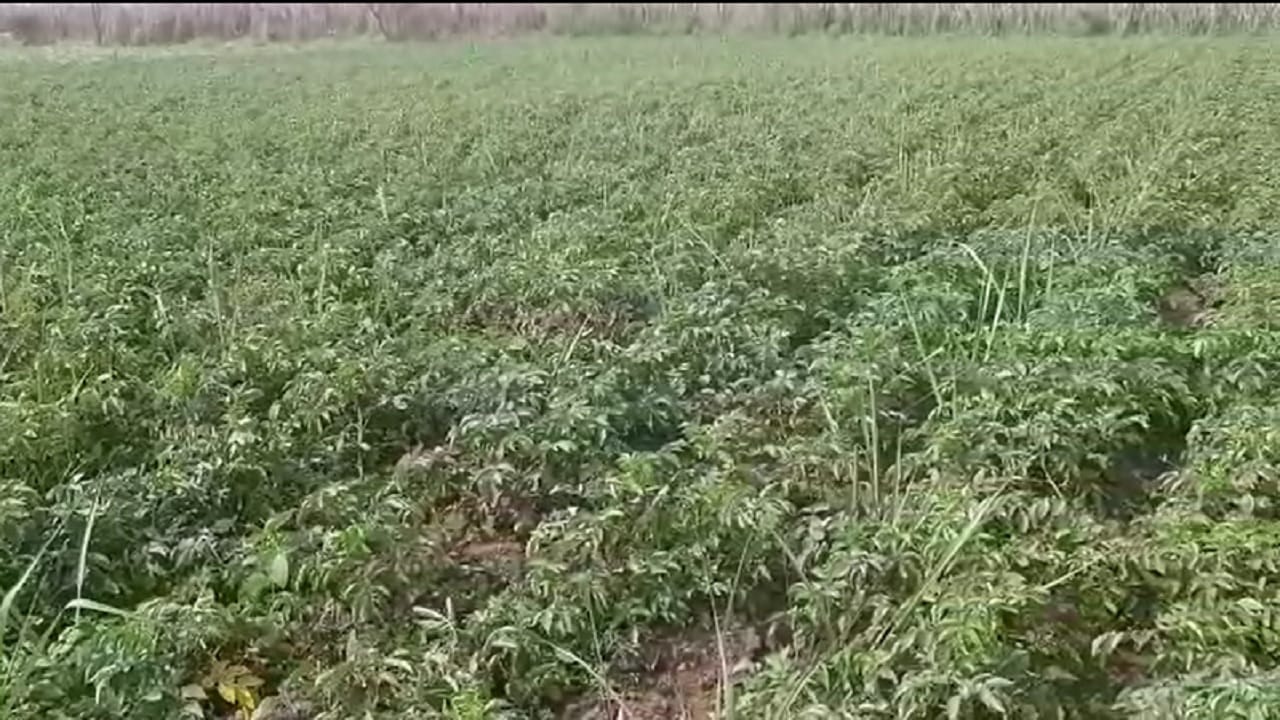 Maval : उच्च शिक्षित तरुणाची सेंद्रिय पद्धतीने शेती, लाखो रुपयांचा नफा ...