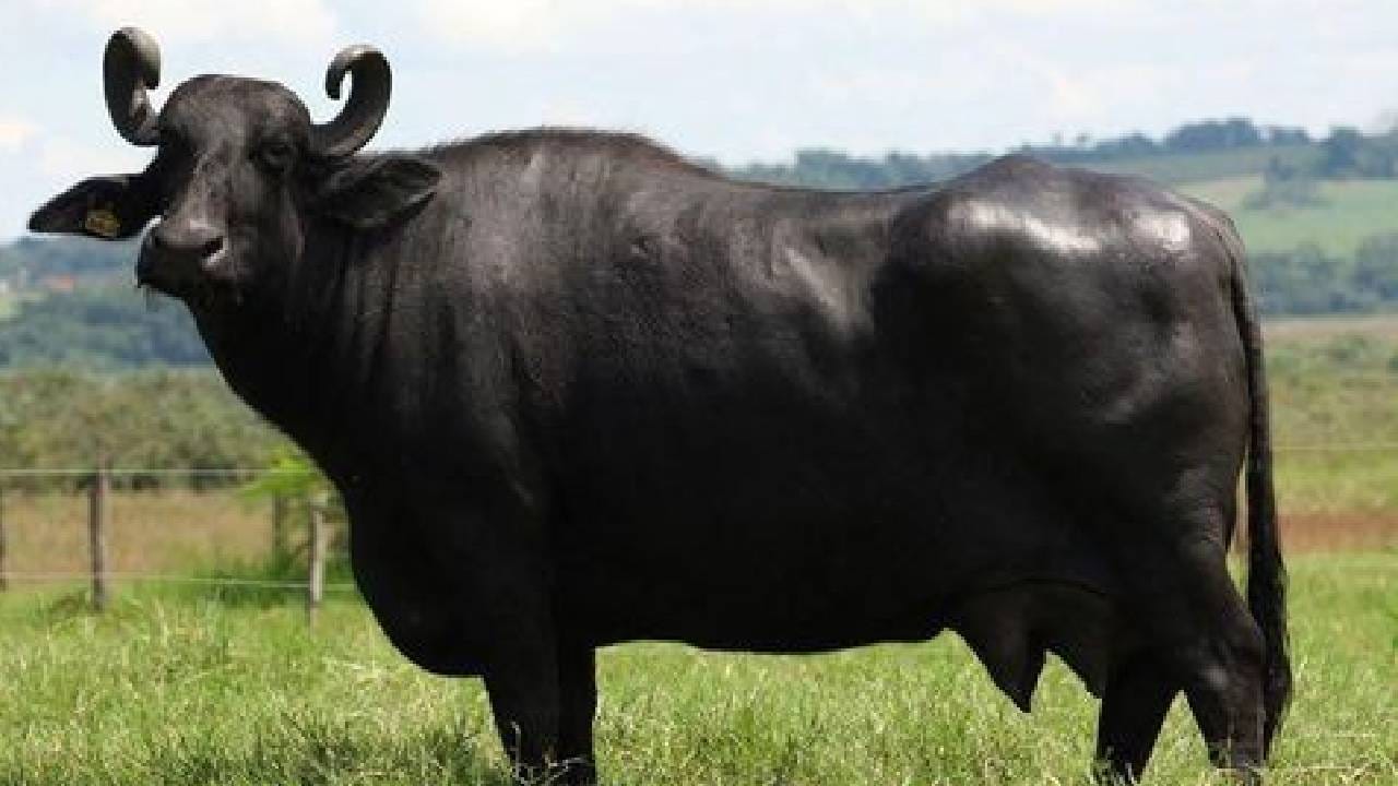 Dairy Farming : घमाघम दूध देतात या म्हशी, जास्त थकण्यापेक्षा या ...