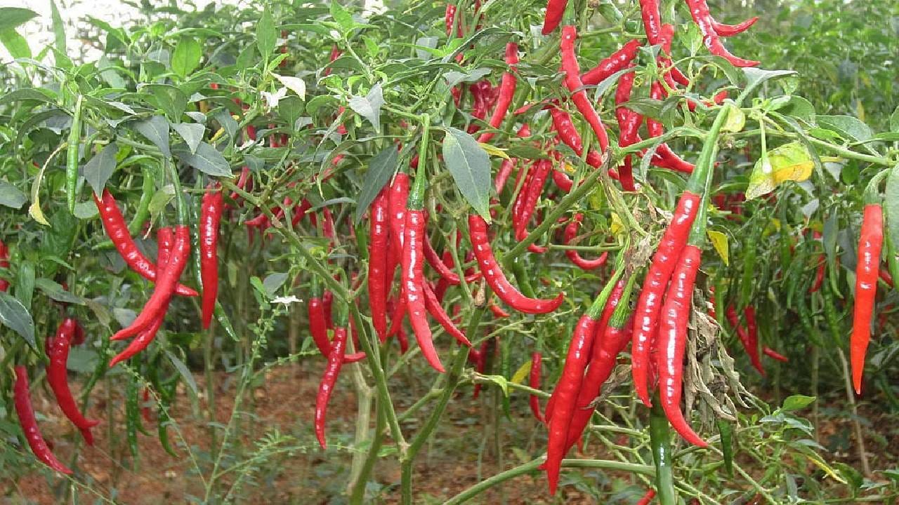 लाल मिरचीचे उत्पादन ६० टक्क्यांनी वाढलं, पण तरी सुध्दा शेतकरीवर्ग ...