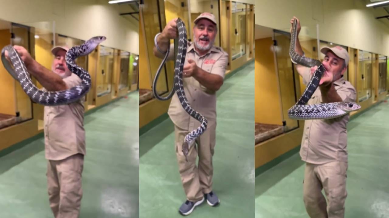 बापरे हा 9 फूट लांबीचा साप! जबरदस्त व्हिडीओ - Marathi News | Longest biggest snake 9 feet attack ...