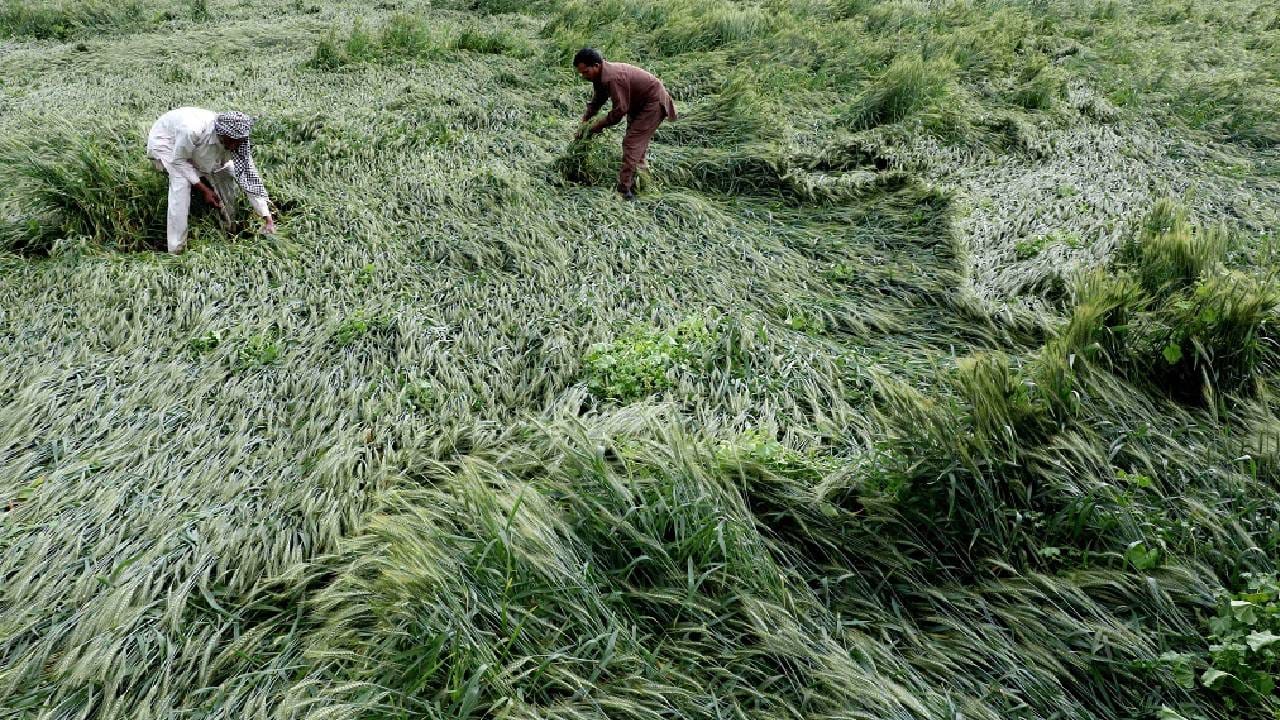 Agriculture News : पीकविमा कंपनीने शेतकऱ्यांना नुकसानभरपाई द्यावी ...