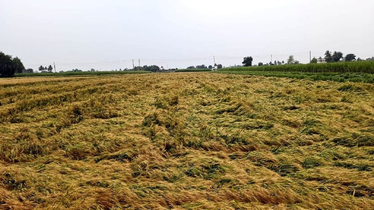 जे नको व्हायला हवं होतं तेच झालं, अवकाळीने शेतकऱ्याला केले उद्ध्वस्त ...