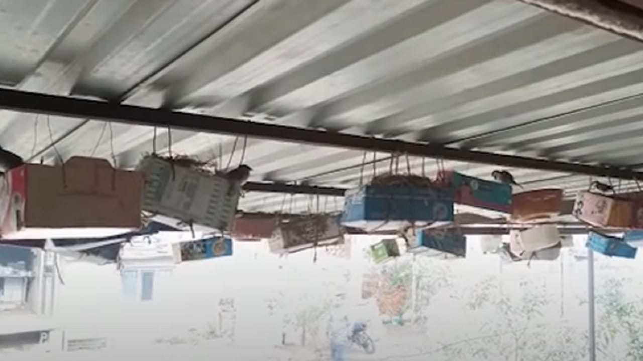 World Sparrow Day | चिमण्यांच्या संगोपनासाठी 'त्यानं' घरातच बांधली ७० ...