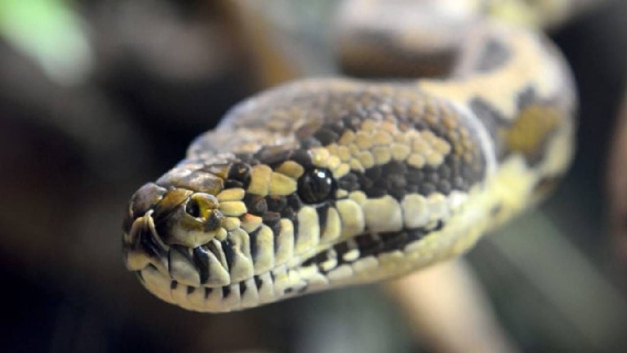 साप हिस्स्स आवाज का काढतात? - Marathi News | Why snake makes hissing ...