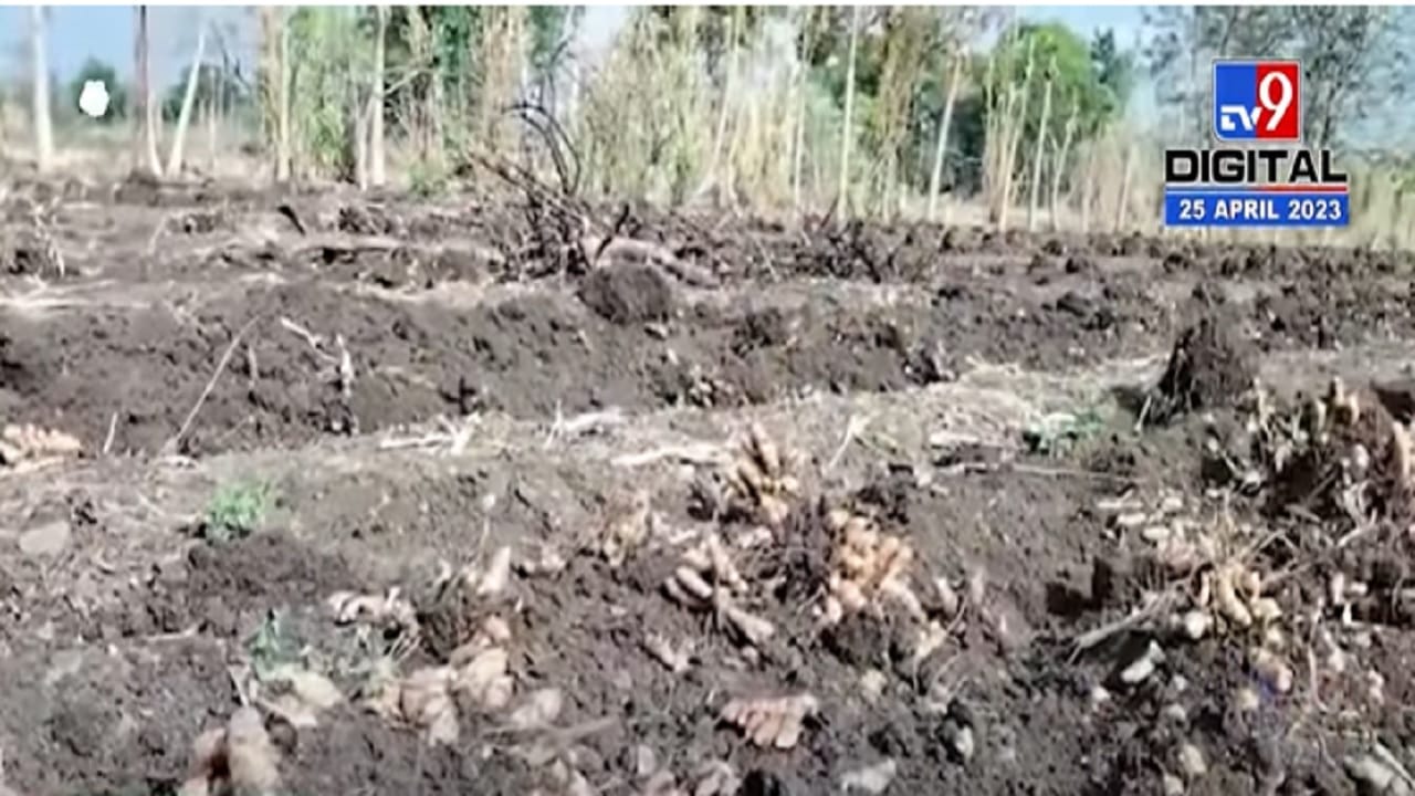 अवकाळी पावसानं होत्याचं नव्हतं झालं, हळद पिकाला बुरशी; शेतकरी पुन्हा ...