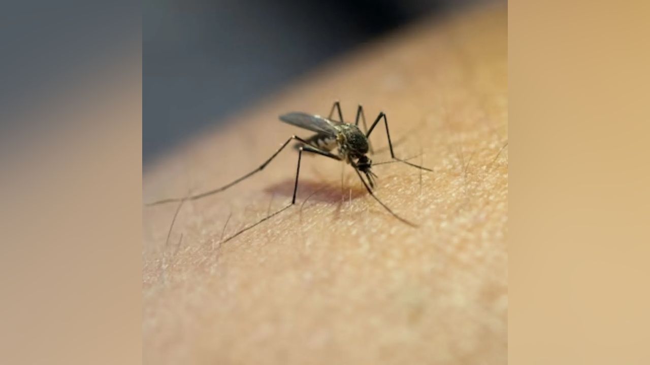 Malaria : मच्छरांना असतात तब्बल 'इतके' दात, 'या' रक्तगटासह बिअर ... Malaria : मच्छरांना असतात तब्बल 'इतके' दात, 'या' रक्तगटासह बिअर ...