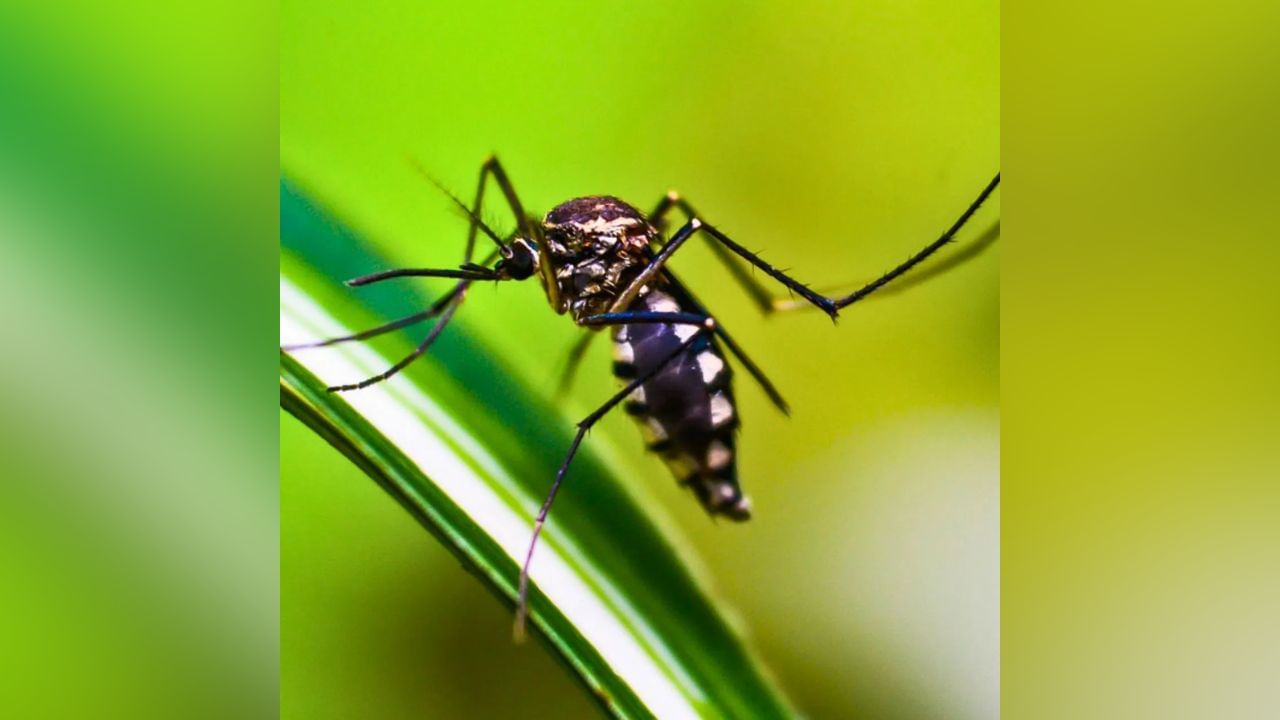 Malaria : मच्छरांना असतात तब्बल 'इतके' दात, 'या' रक्तगटासह बिअर ... Malaria : मच्छरांना असतात तब्बल 'इतके' दात, 'या' रक्तगटासह बिअर ...